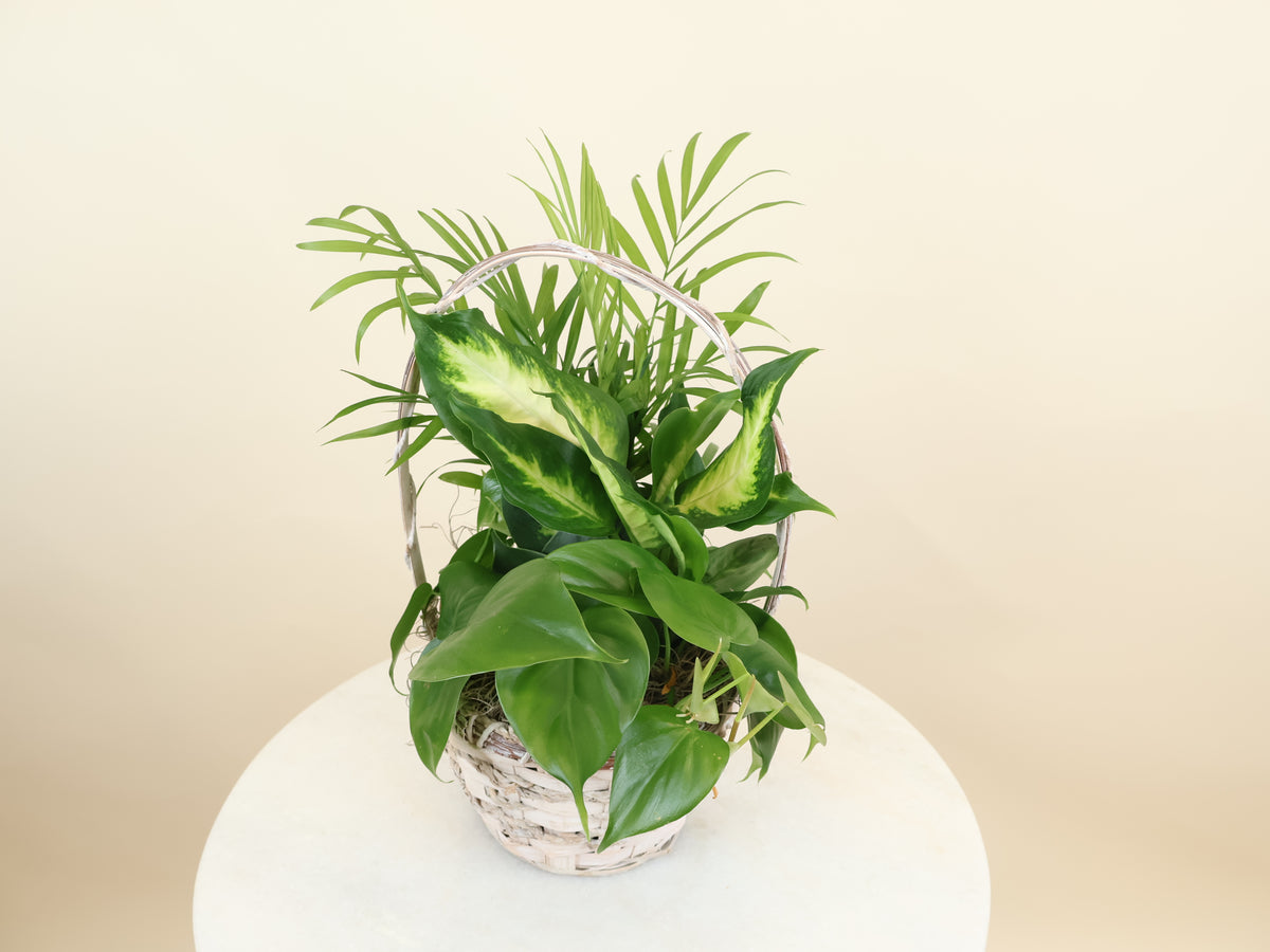 Grand Dish Garden – Fantasy Florist and Flower Delivery